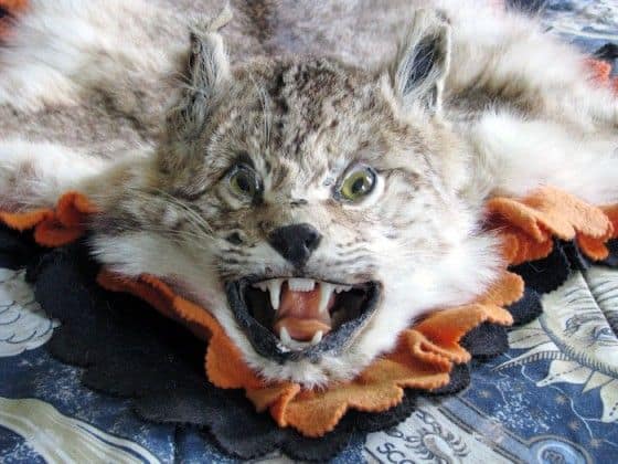 Terrible Taxidermy - The WORST Stuffed Animals You've Ever Seen