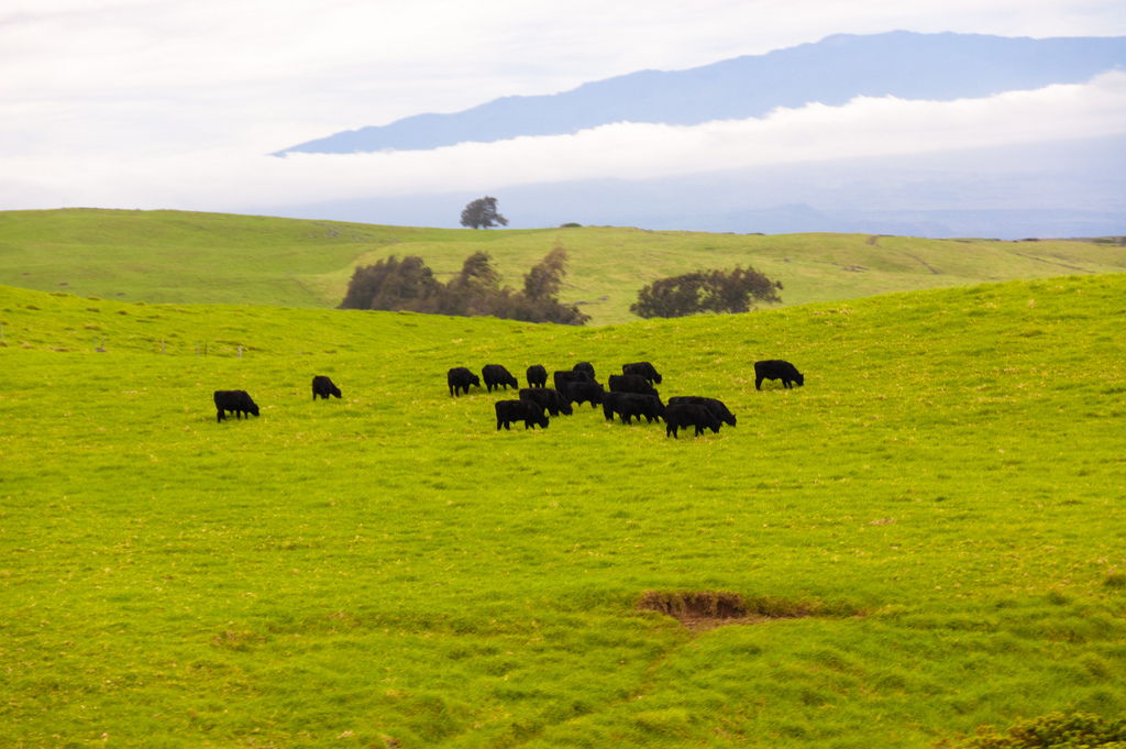 The Paniolo Of Hawaii - Captains, Cowboys, And Cows