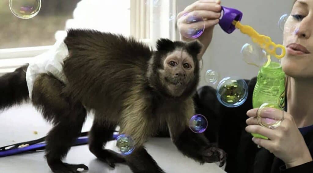 Helping Hands - Monkey Helpers For Awesome People