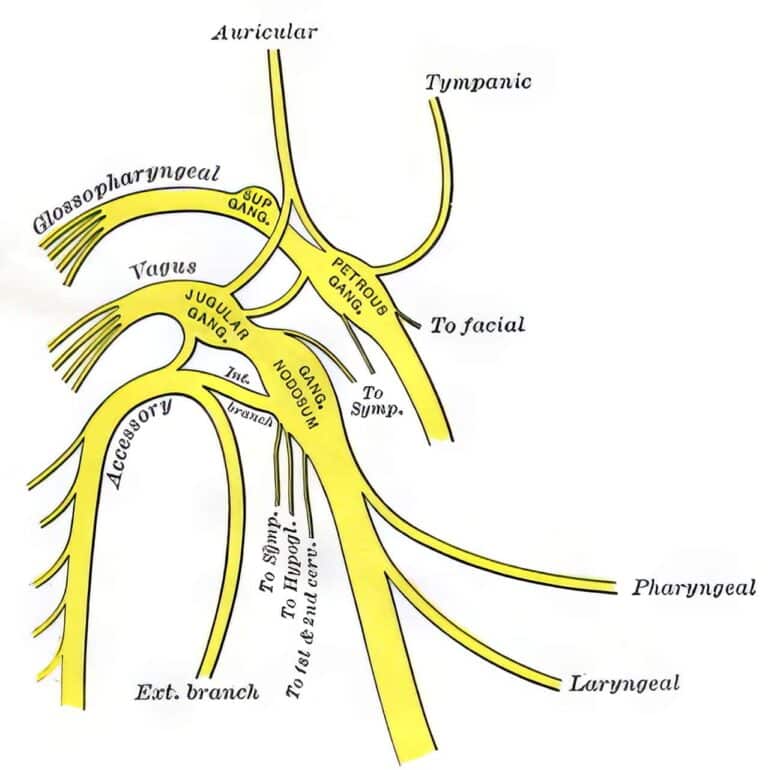 What Frequency Activates The Vagus Nerve? Exploring Optimal Stimulation ...