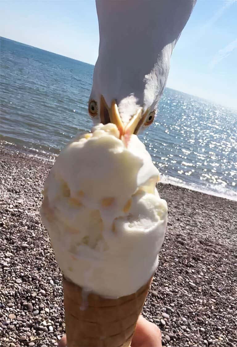 Epic Perfectly Timed Photos: 231 Jaw-Dropping Moments Await